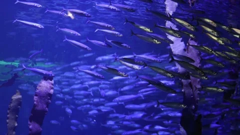 Various types of Fish Swimming inside a ... | Stock Video | Pond5
