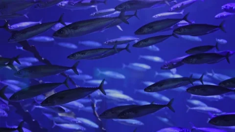 Various types of Fish Swimming inside a ... | Stock Video | Pond5