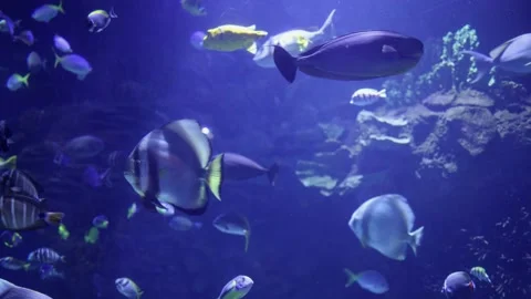 Various types of Fish Swimming inside a ... | Stock Video | Pond5