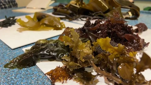 Split Tongue Display Stock Video Footage | Royalty Free Split Tongue ...