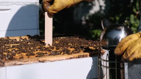 Varroa mite control. Varroa destructor. ... | Stock Video | Pond5