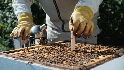 Varroa mite control. Varroa destructor. ... | Stock Video | Pond5