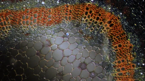 Vascular system of higher plants under m... | Stock Video | Pond5