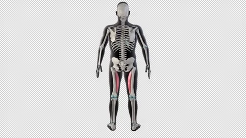 Whole Human Stock Videos – Royalty-Free HD & 4K Videos