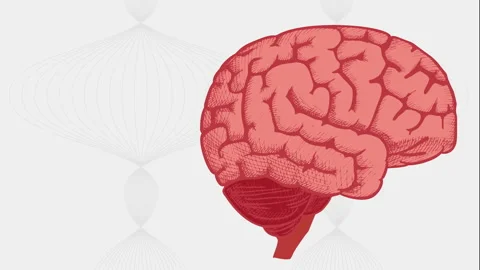 Vector Brain Stock Footage ~ Royalty Free Stock Videos | Pond5