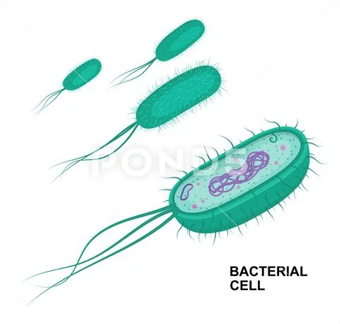 Vector bacterial cell anatomy isolated on white background ...