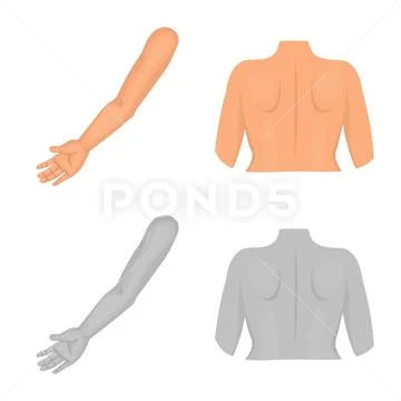 Vector design of body and part symbol. Set of body and anatomy vector ...