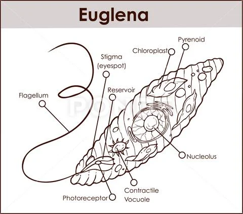 Euglena Introduction Classification