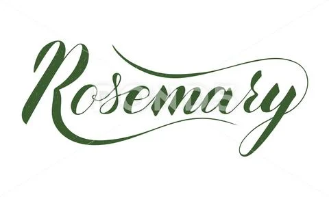 Vector hand written rosemary text isolated on white background: Graphic ...