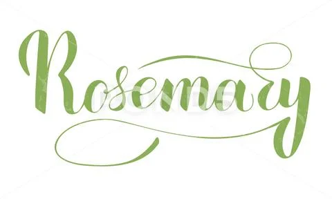 Vector hand written rosemary text isolated on white background: Graphic ...
