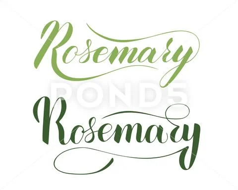 Vector hand written rosemary text isolated on white background ...