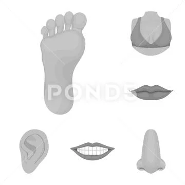 Vector illustration of body and part logo. Set of body and anatomy ...