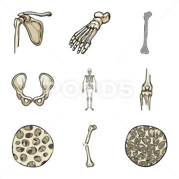 Vector illustration of bone and skeleton symbol. Collection of bone and ...