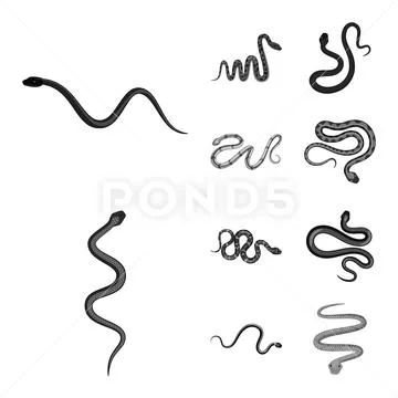 Vector illustration of harm and bite symbol. Set of harm and reptile ...