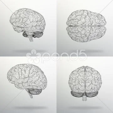 Vector illustration Set human brain. The structural grid of polygons ...