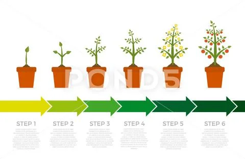 Vector infographic of plant growth stages. Tree with green leaf and red ...