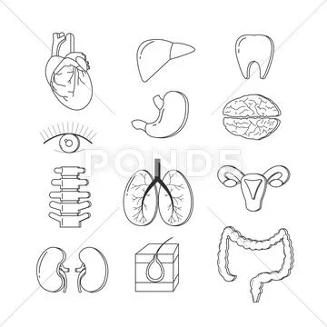 Vector set of human body organs. Anatomy design elements and icons ...