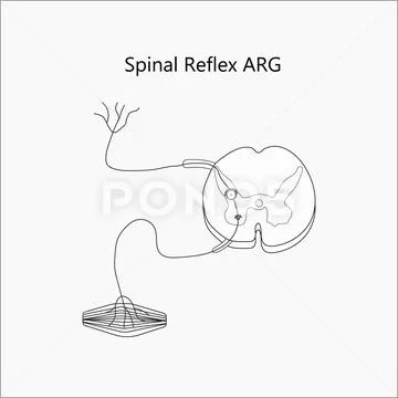 Vector spinal reflex arg vector illustration ~ Clip Art #252439843
