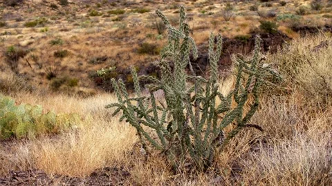 Vegetation dry landscape in Big Bend Nat... | Stock Video | Pond5