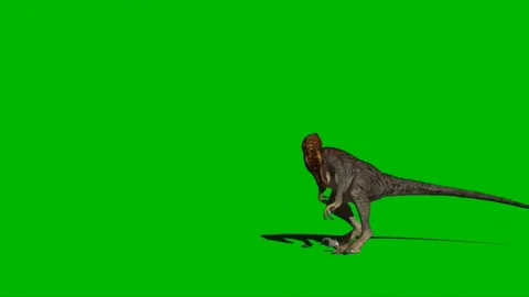 Velociraptor Attacking on Green Screen 0... | Stock Video | Pond5