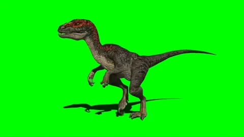 Velociraptor Walking on Green Screen | Stock Video | Pond5