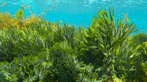 Velvet horn seaweeds green algae Codium ... | Stock Video | Pond5