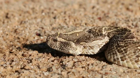 Venomous snake - Puff adder in defensiv... | Stock Video | Pond5