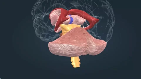 The ventricular system and the basal gan... | Stock Video | Pond5