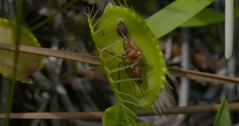 a venus fly trap with a dead ant inside | Stock Video | Pond5