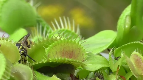 Venus Flytrap Eats Wasps, Germany | Stock Video | Pond5