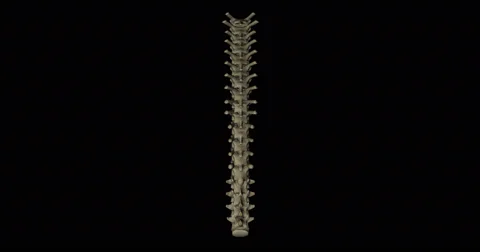 Vertebral Column of Human Body in Rotati... | Stock Video | Pond5