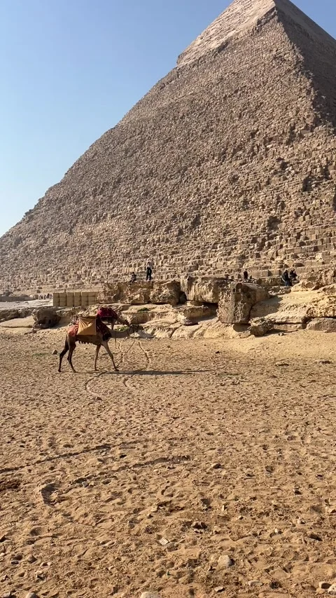 Vertical 4K: Camel Walking Near the Pyra... | Stock Video | Pond5