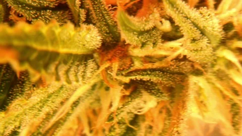 Grow Up Video Stock Videos – Royalty-Free HD & 4K Videos