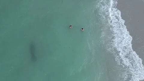 Manatee Stock Video Footage | Royalty Free Manatee Videos | Pond5