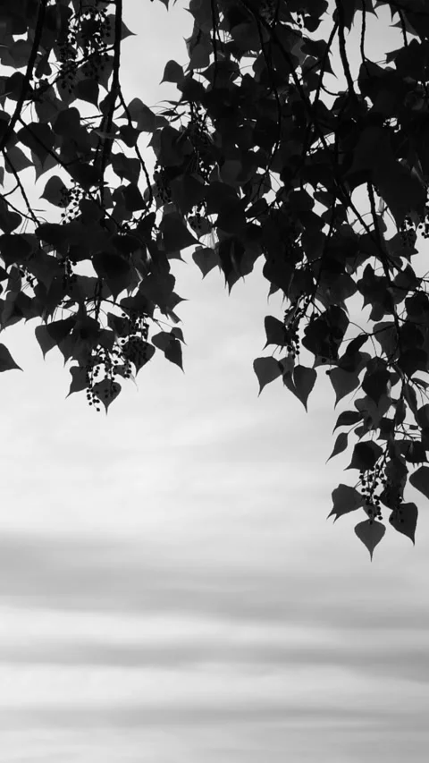 Black Background Shadows Stock Videos – Royalty-Free HD & 4K Videos