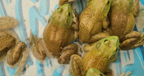 Vertical close-up of frogs inside water ... | Stock Video | Pond5