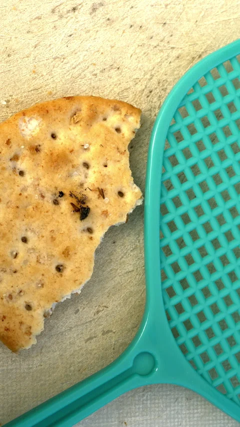 Fly Swatter Stock Videos – Royalty-Free HD & 4K Videos