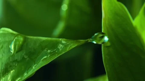 Water Dripping Down Stock Videos – Royalty-Free HD & 4K Videos | Page 3