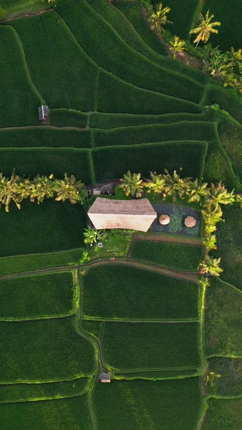 Bali Reel Stock Videos – Royalty-Free HD & 4K Videos