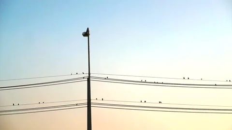 Vertical electric pole and flock of bird... | Stock Video | Pond5