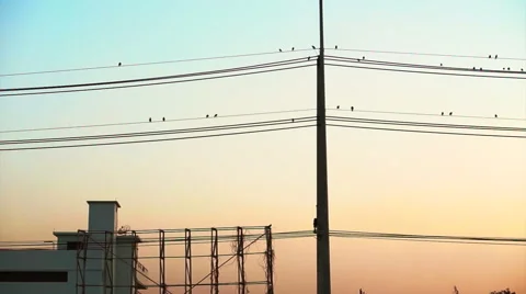 Vertical electric pole and flock of bird... | Stock Video | Pond5