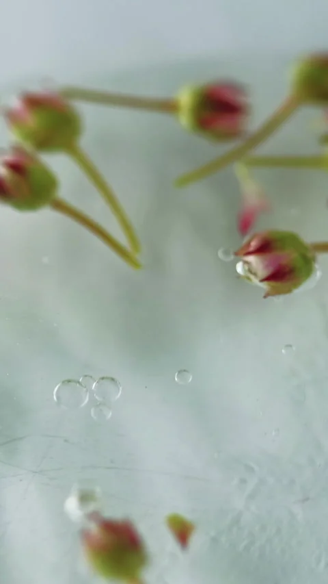 Pink Flower Texture Stock Videos – Royalty-Free HD & 4K Videos