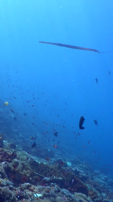 Vertical footage of different sea creatu... | Stock Video | Pond5