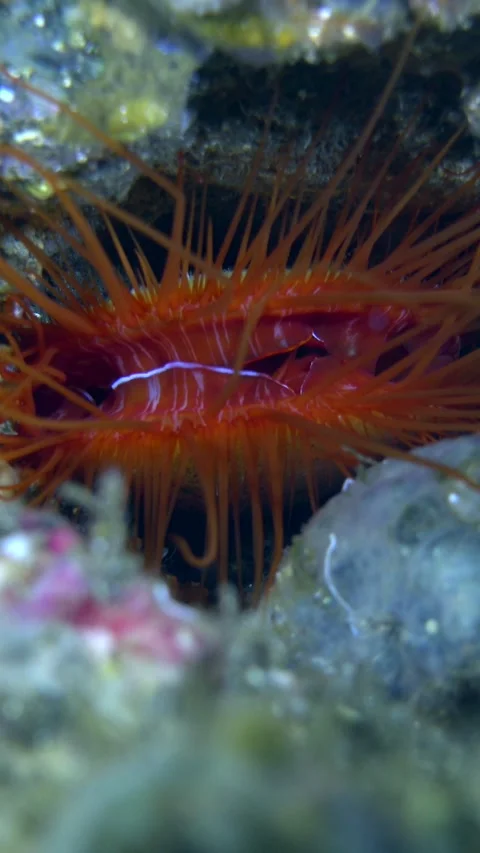 Vertical footage of a red electric flame... | Stock Video | Pond5