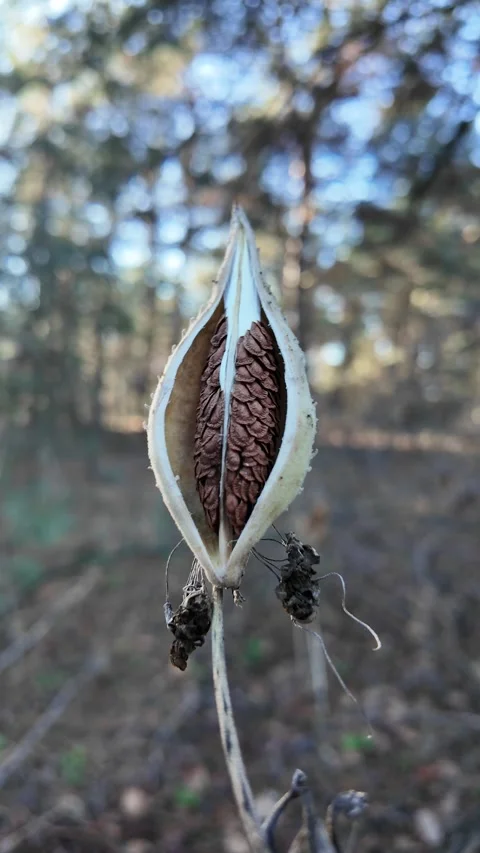 Video Definition Stock Videos – Royalty-Free HD & 4K Videos