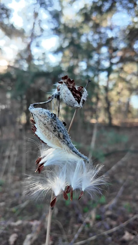 Video Definition Stock Videos – Royalty-Free HD & 4K Videos