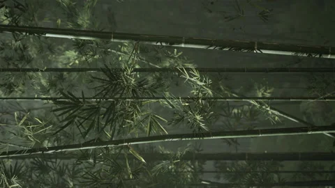 vertical Lanscape of bamboo tree in trop... | Stock Video | Pond5