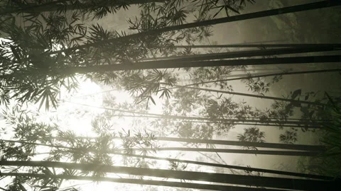 vertical Lanscape of bamboo tree in trop... | Stock Video | Pond5