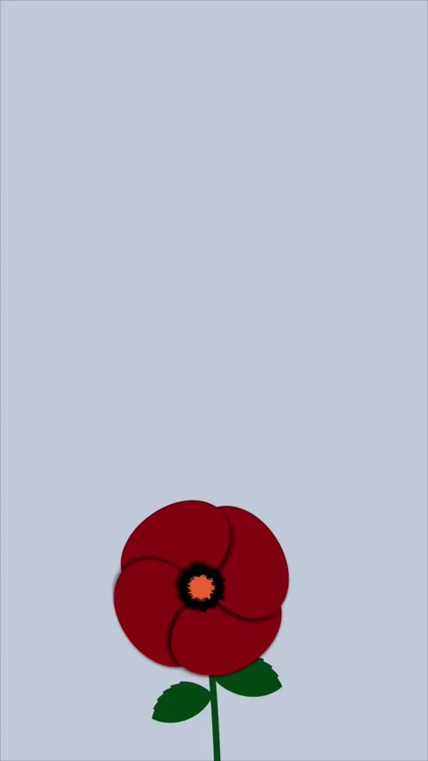 Vertical Red Poppy Flower Animation | Stock Video | Pond5