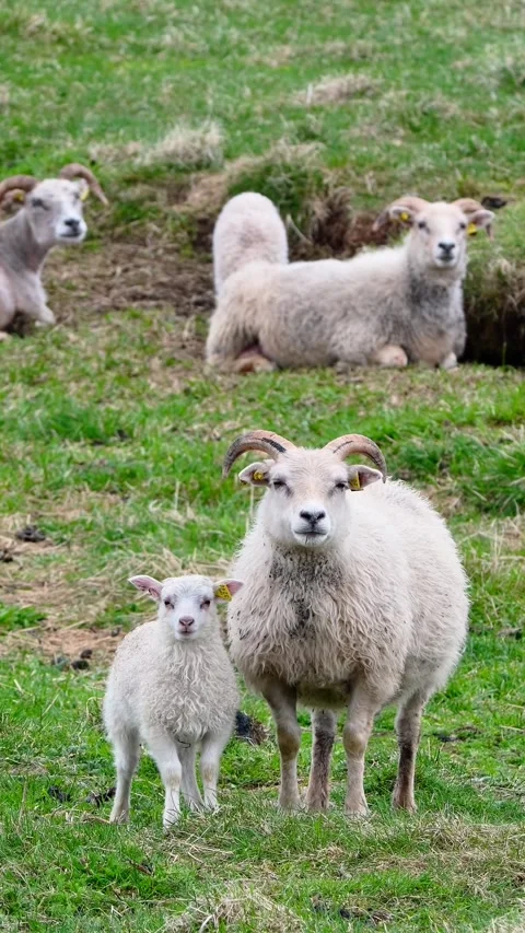 Sheep Green Screen Stock Video Footage | Royalty Free Sheep Green ...